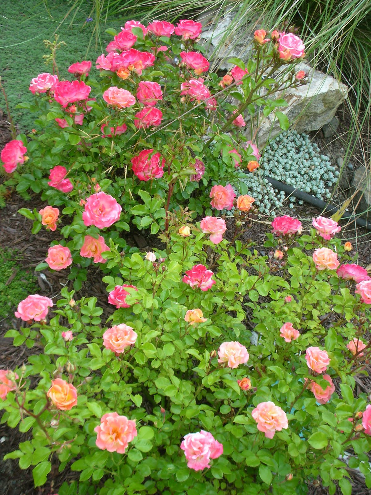 Julia's Gardens: Rosa 'Peach Drift'