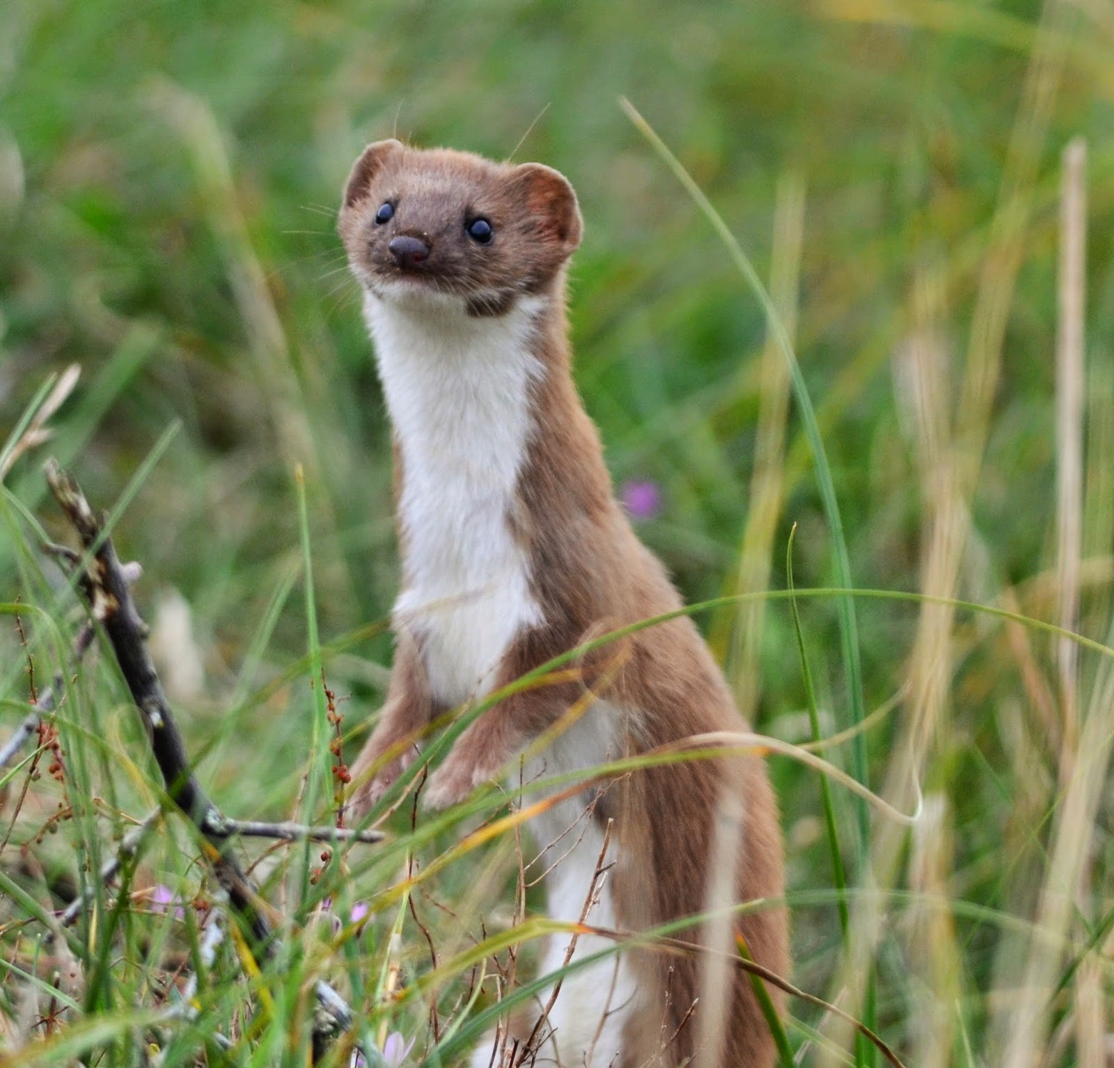 The Early Birder: Weasel - Holme-next-the-Sea