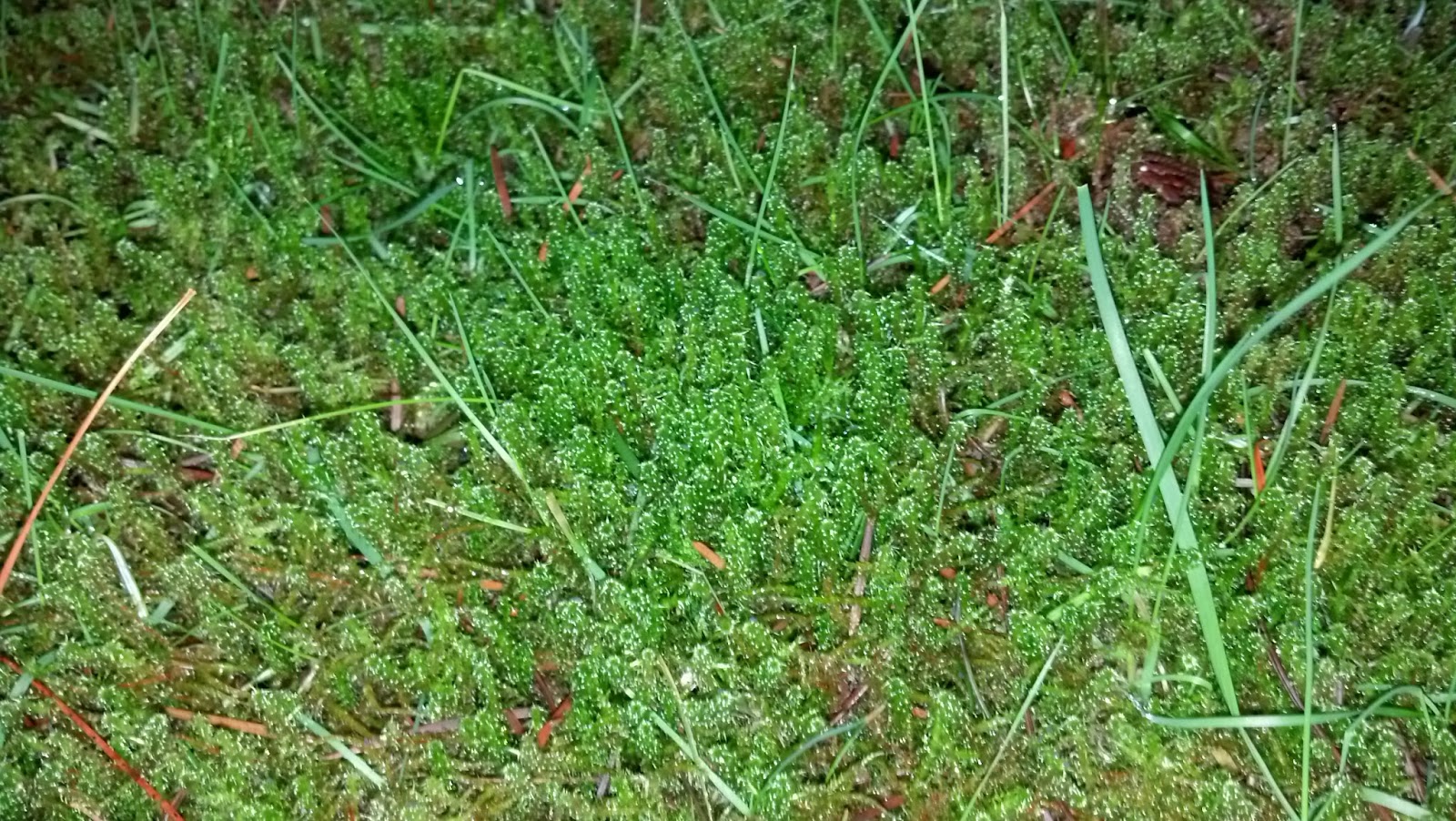 My Alabama Backyard: Moss, moss everywhere