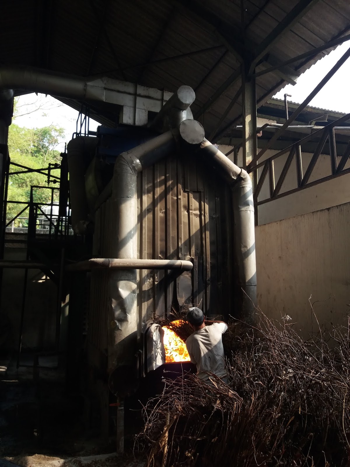 Kayu Putih : Proses Penyulingan Minyak Kayu Putih di KPH Yogyakarta ...