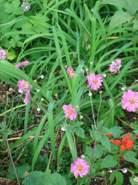 prosegarden: 9.14 “Tis an Unweeded Garden
