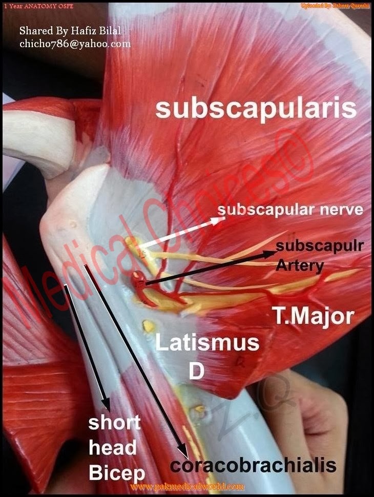 Anatomy Models For OSPE | MEDICAL CHOICES