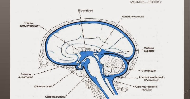 Medicina Explicada: Liquor