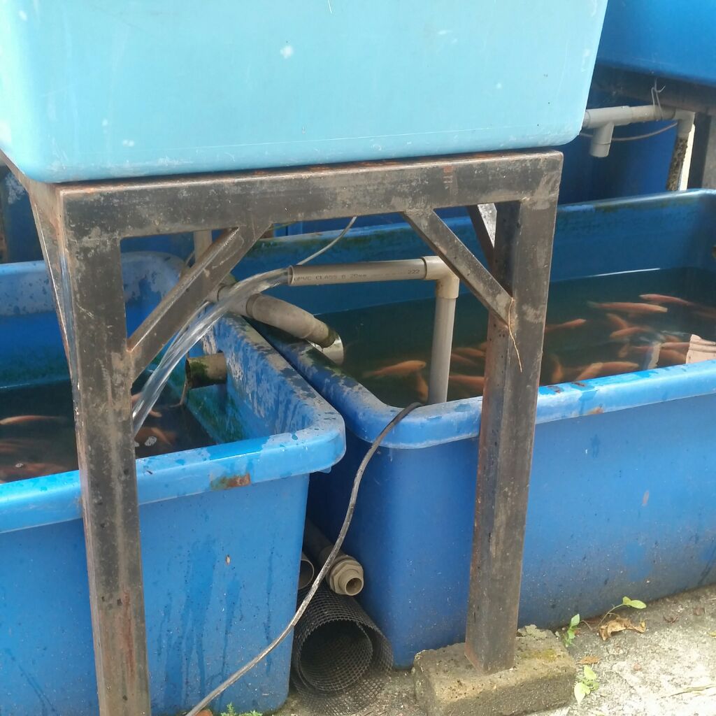 Affnan's Aquaponics: Segregating The Fishes