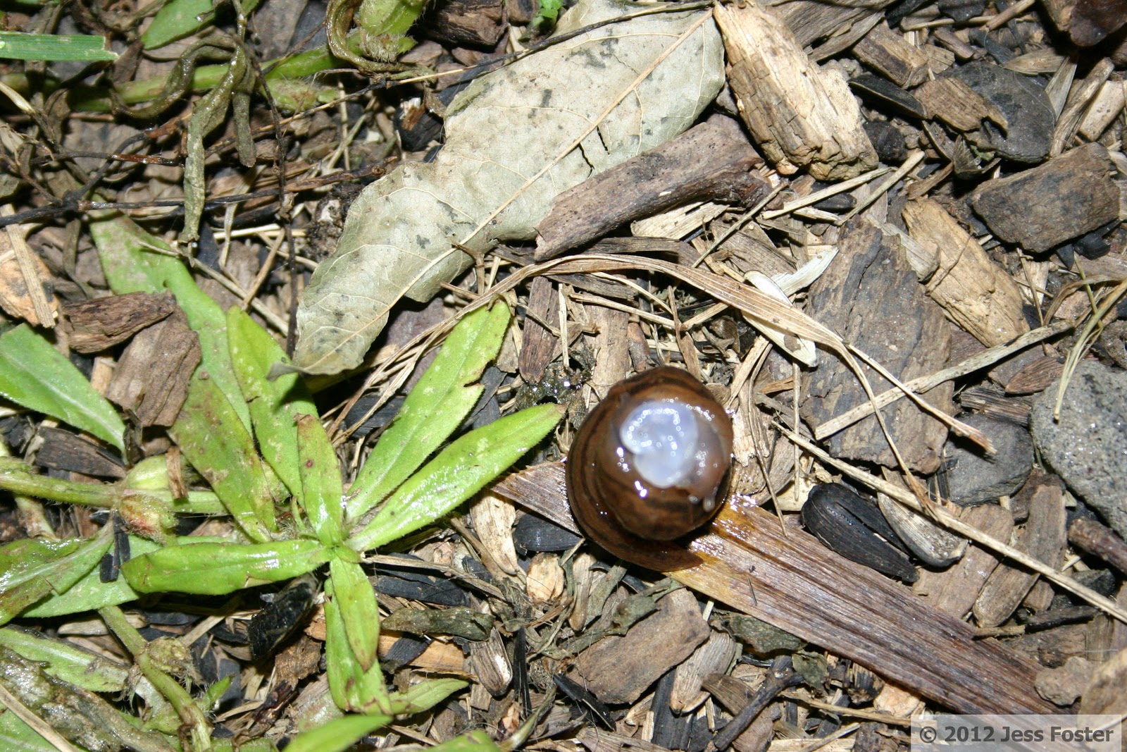 Sluggin' Along: Mating Slugs: Copulation - Sperm Exchange - Part 1