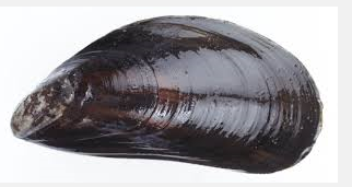 'ZIEN EN WETEN': SHELL LOGO.