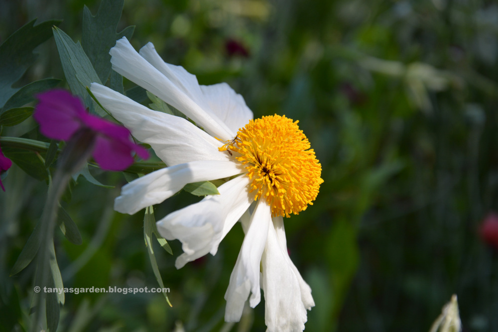 MySecretGarden: My July Garden Pictures