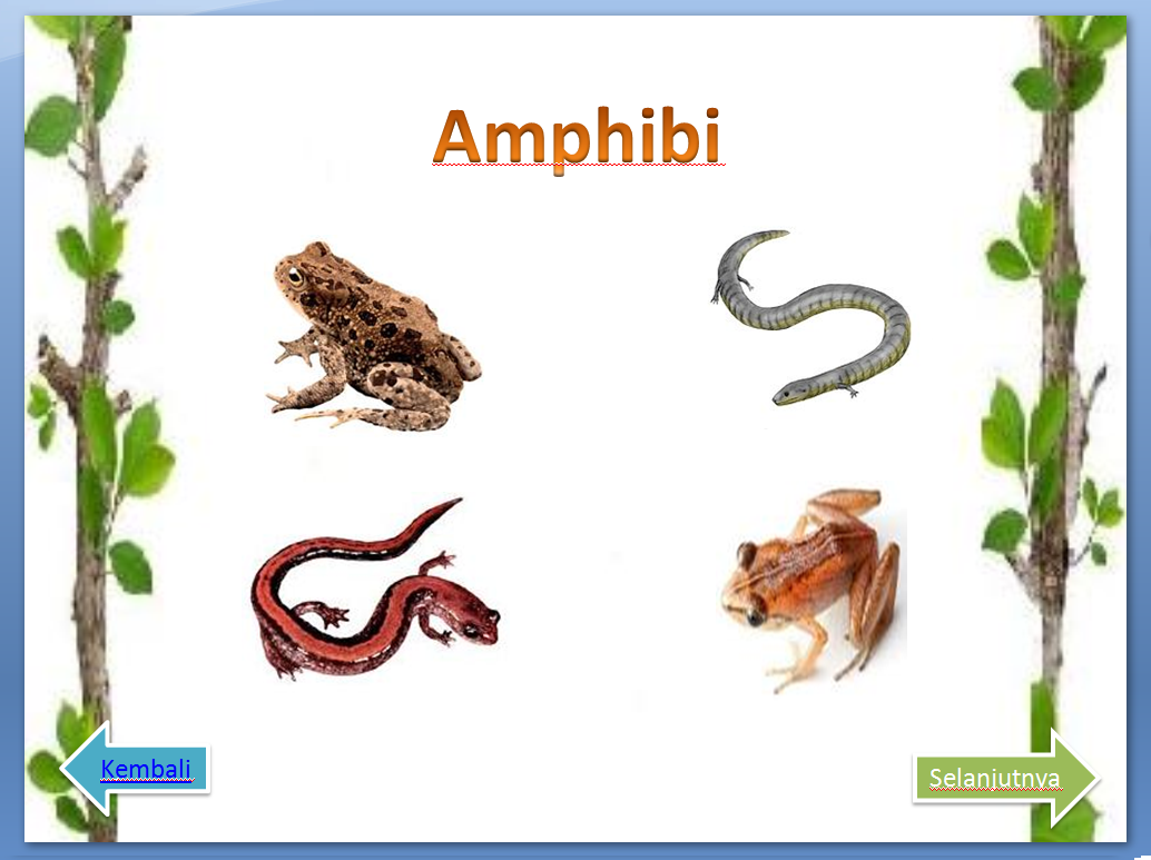 14+ Contoh Hewan Amphibi Brainly, Paling Gokil!