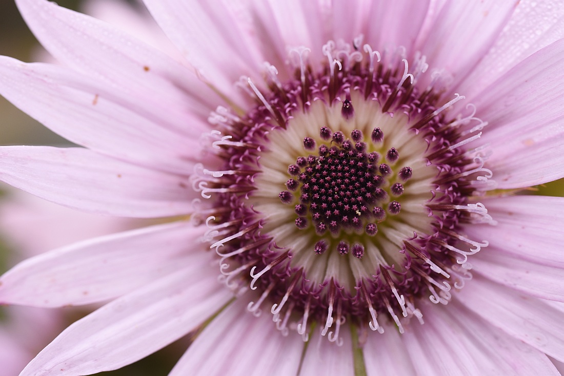 Storchschnabel und andere Stauden: Das Trockenbeet ist ein Jahr alt!