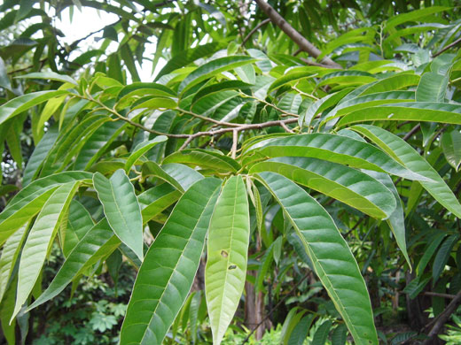 Exotic Plants in Indonesia : Manoa Fruit