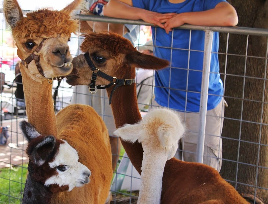 The Closet Intellectual: A Freshly Shorn Mini Llama Sorta Day~*