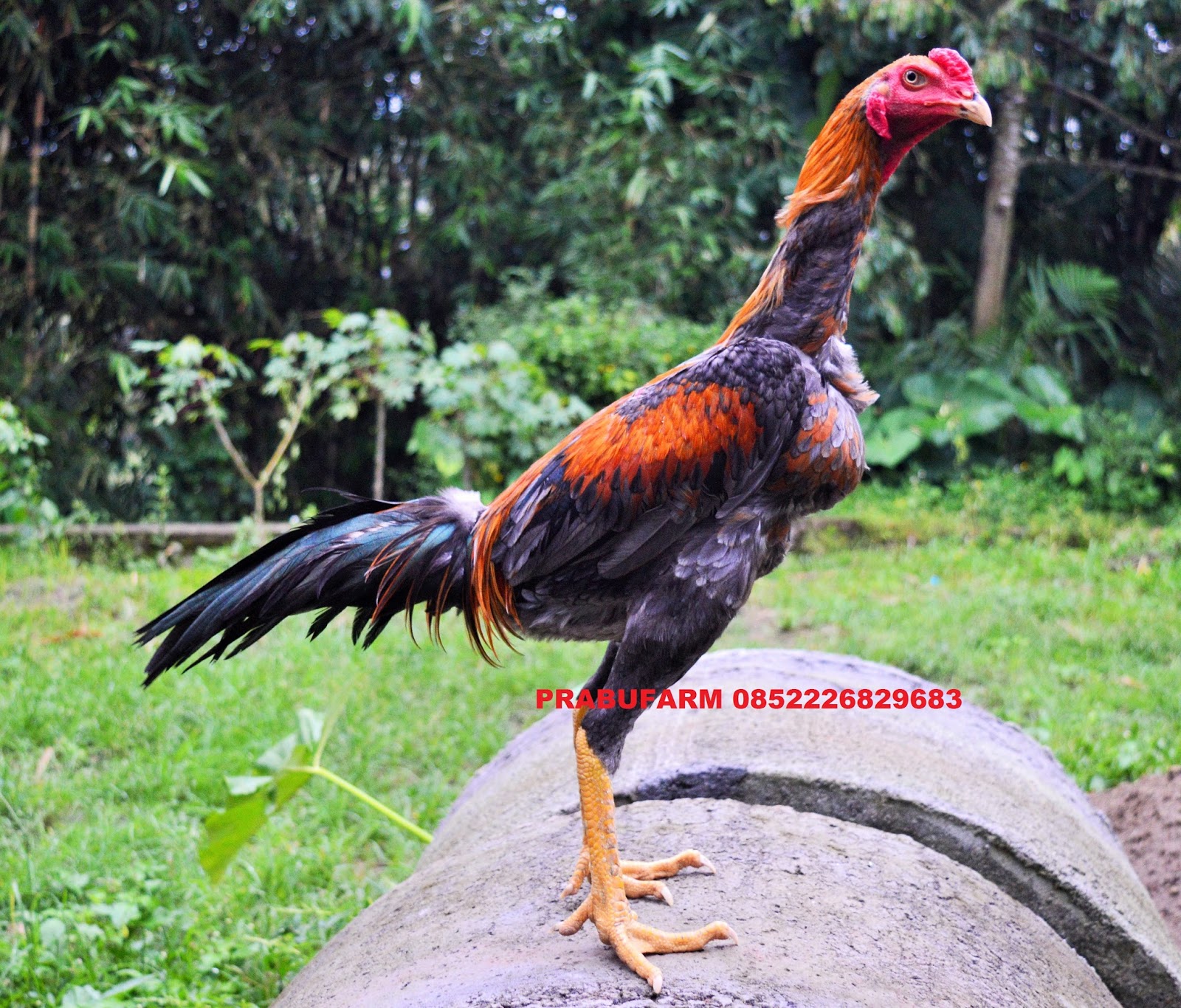Jual Ayam Aduan