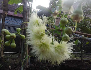 Cara Merawat Tanaman Dan Aneka Tanaman Hias: Mengatasi Jambu Air Madu ...
