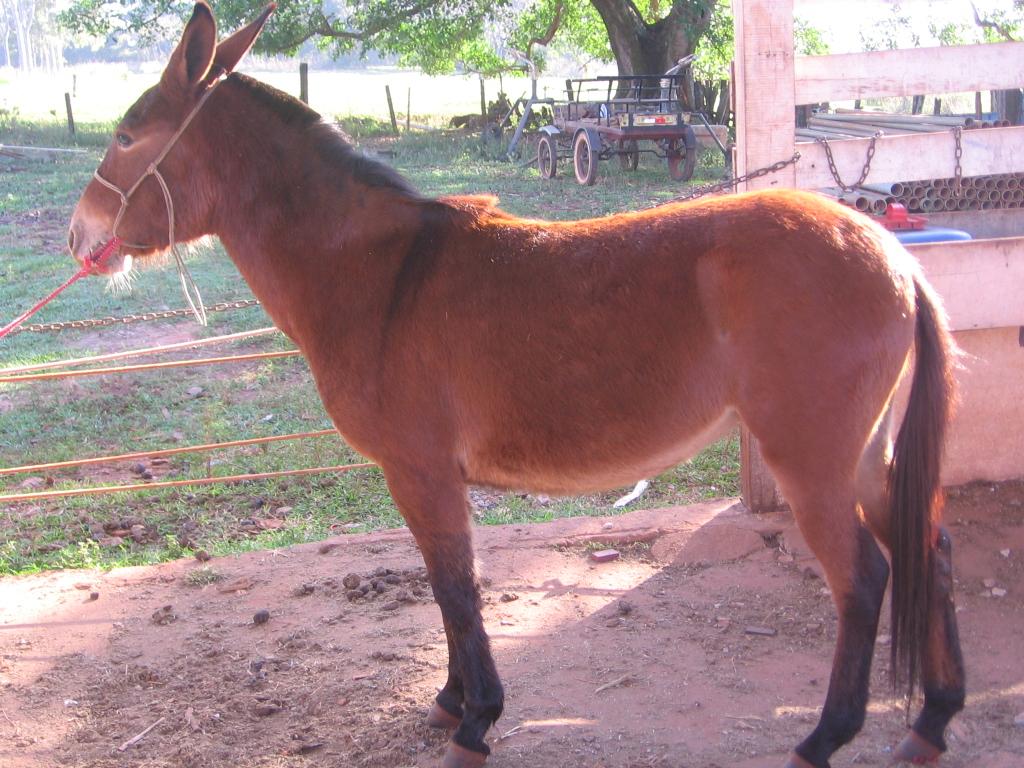 Cantos e encantos: Fábula - A Mula