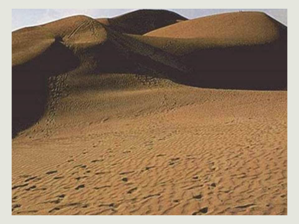 Spreebird: Thal desert