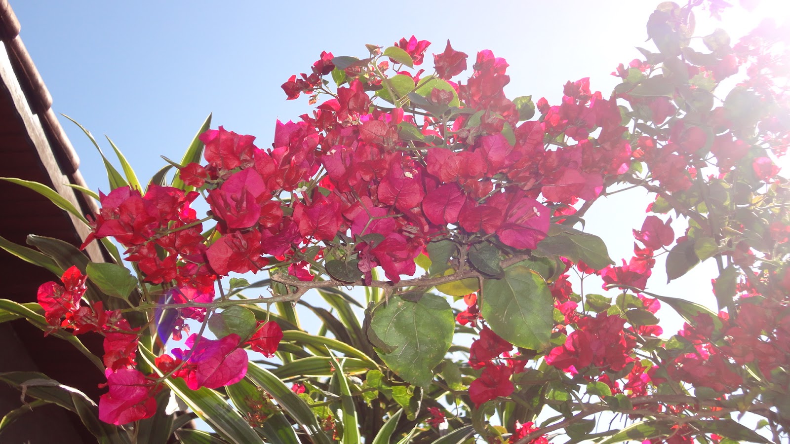 verde e tudo: Bougainville ou Primavera Planta trepadeira