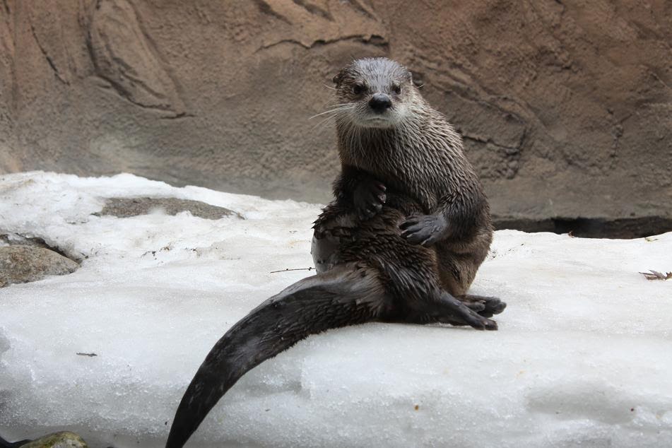 Michigan Exposures: Return to the Detroit Zoo