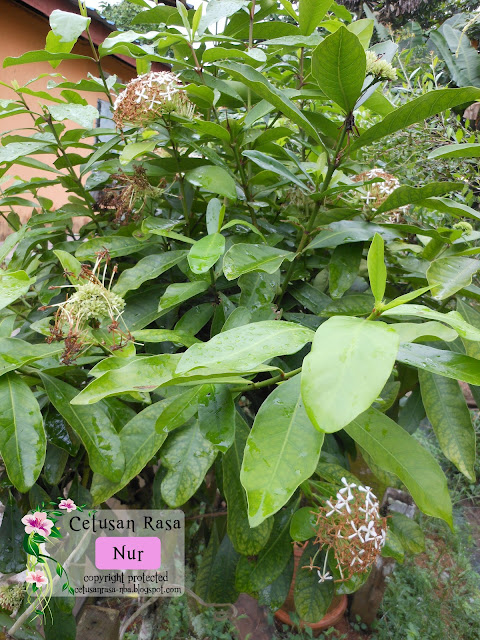 Cetusan Rasa: Bunga Siantan Putih