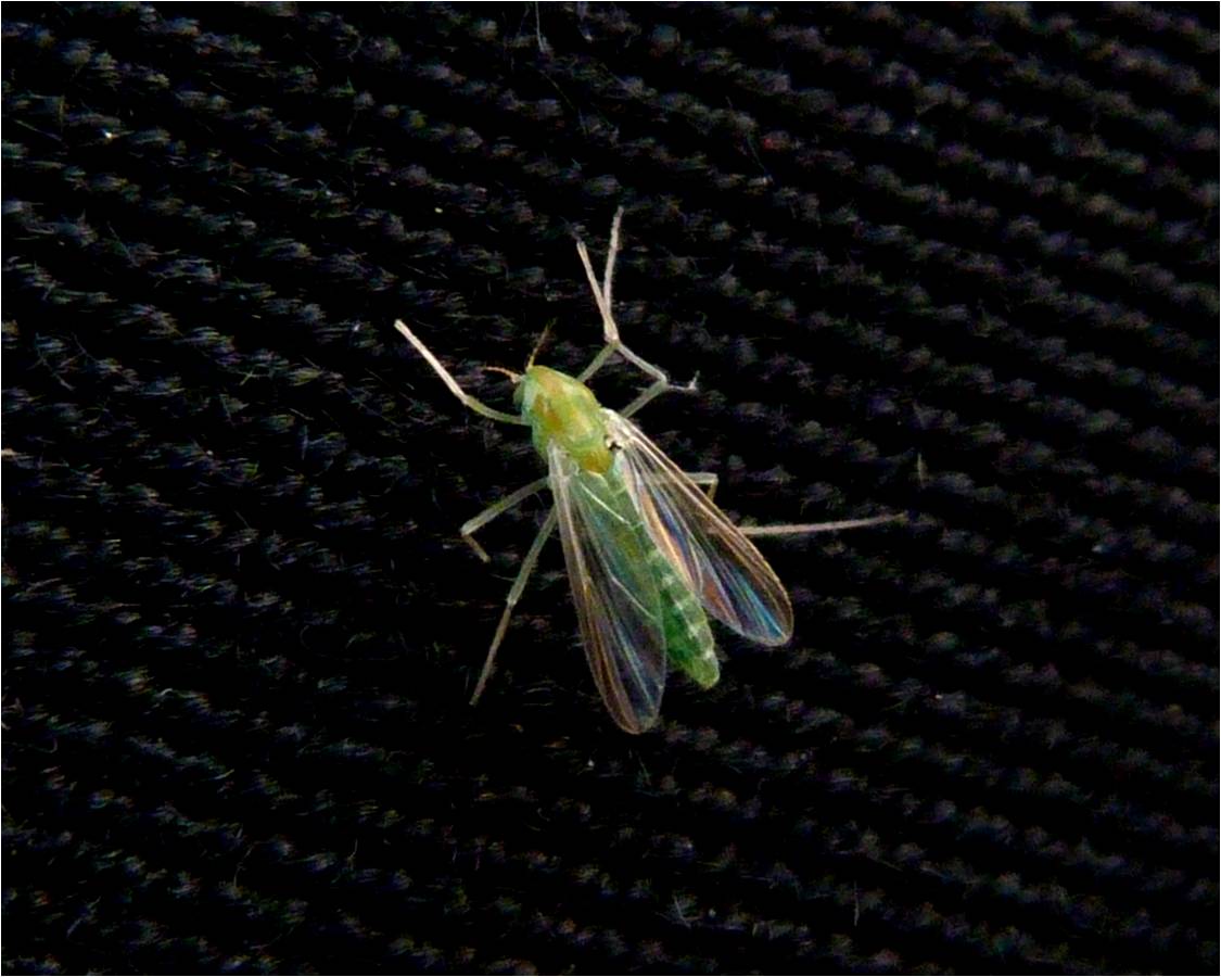 Insects of Scotland: Mosquitoes/Midges/Horseflies