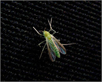 Insects of Scotland: Mosquitoes/Midges/Horseflies