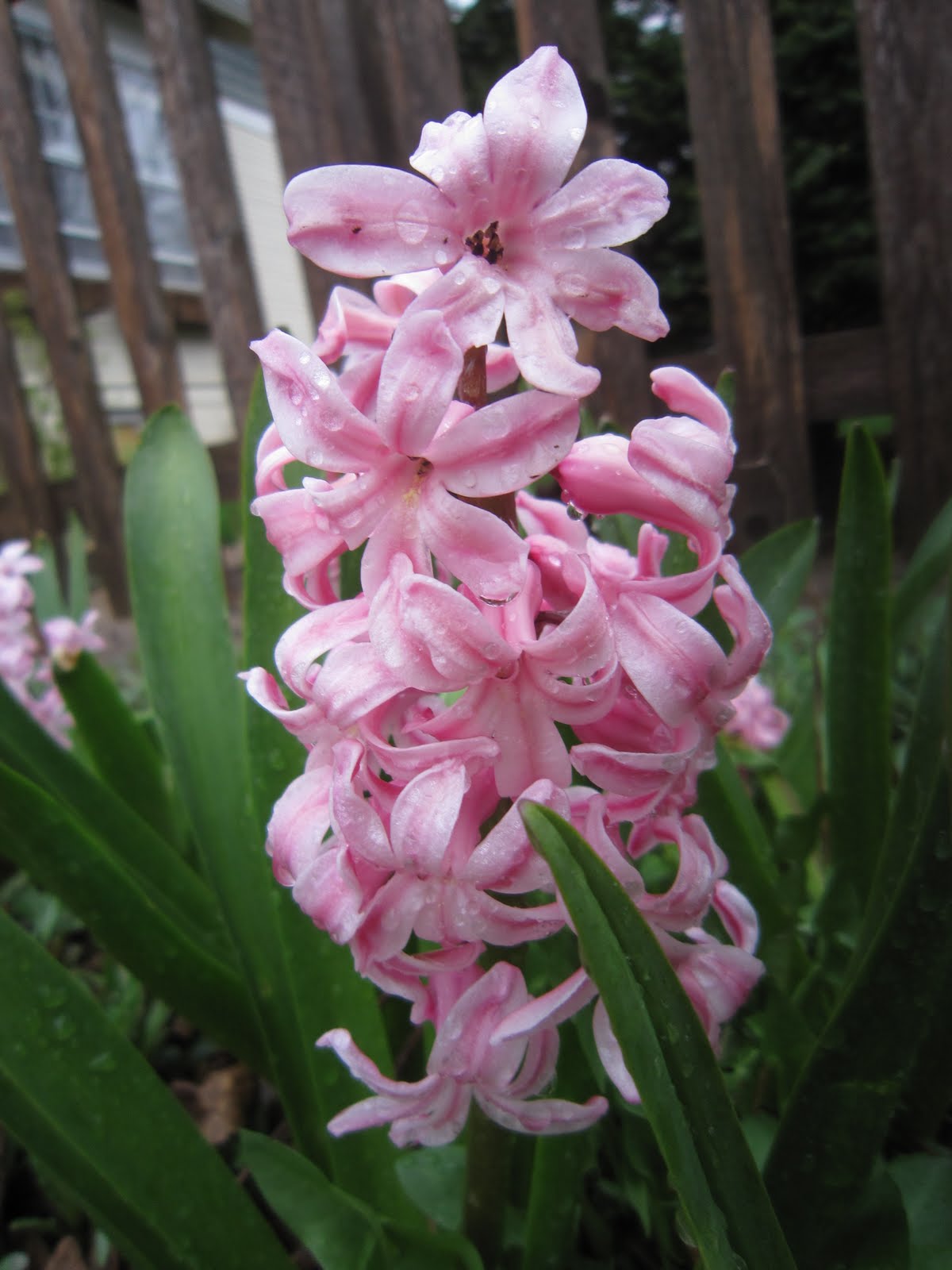 Chuck Does Art: Spring Bulb Flowers