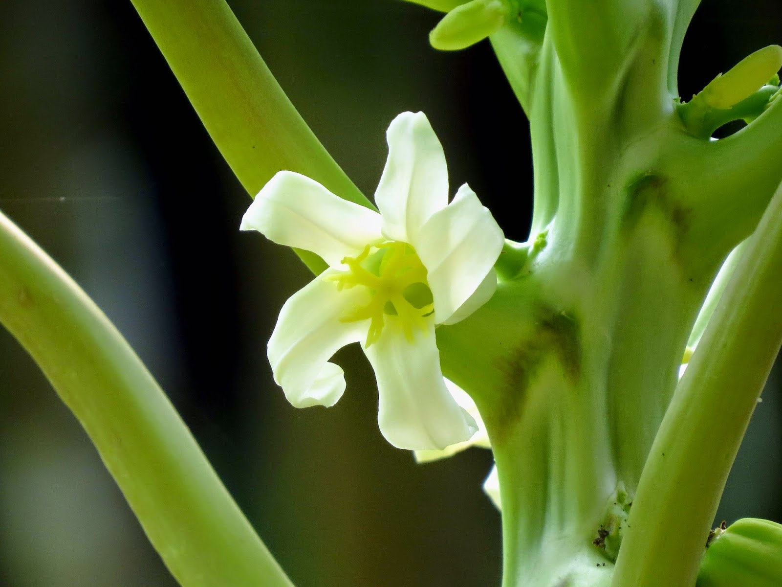 Papaya Flower (পেপে ফুল) - Carica papaya