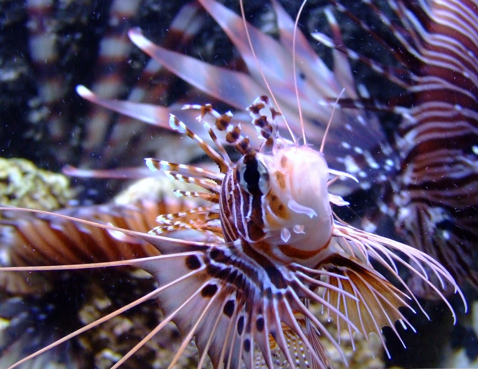 One Big Mess: Tiger Fish