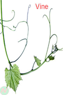 Greens or Leafy Greens Names, Meaning & Image | Necessary Vocabulary ...