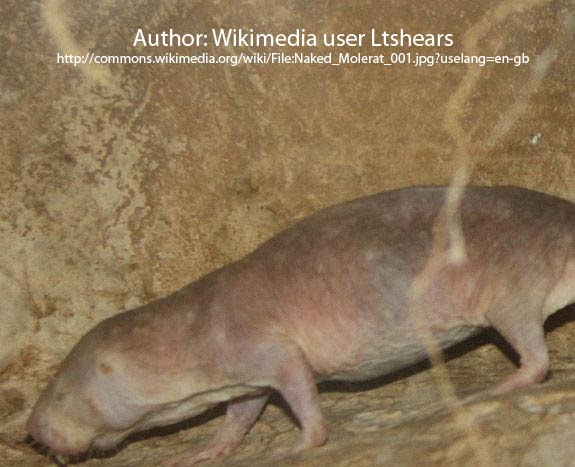 Bizarre Creature of the Day: Creature 45: Heterocephalus glaber