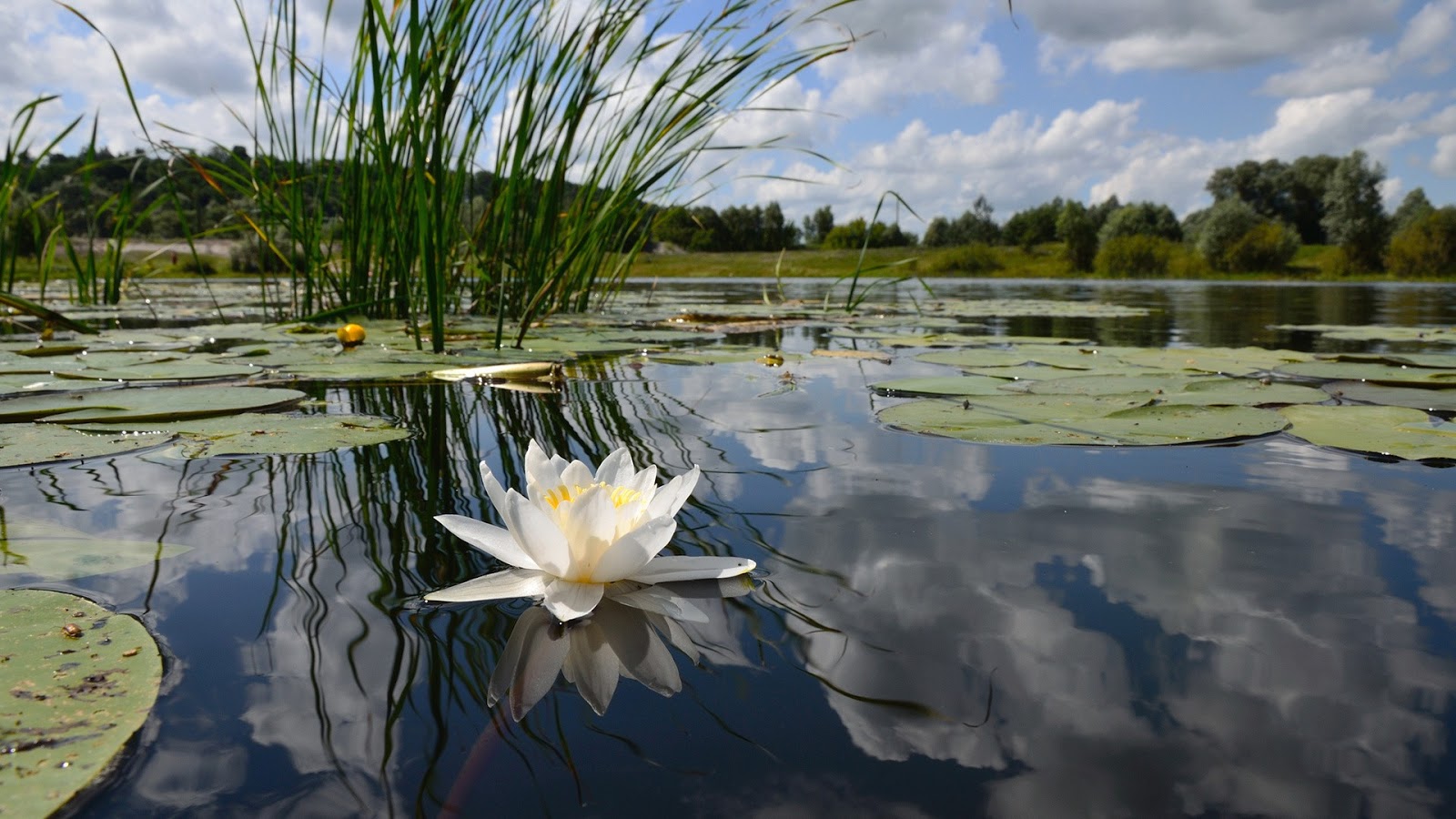 Ciencias de Joseleg: Zonas básicas de un lago