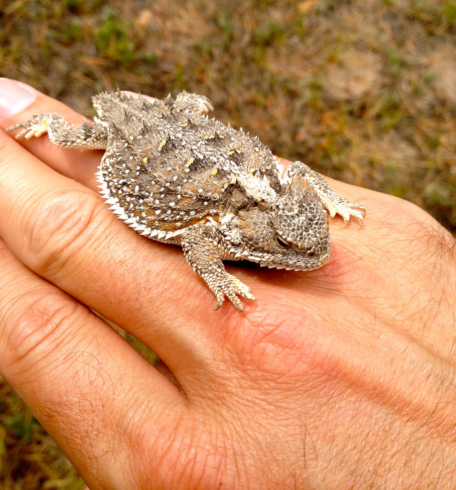 Comrades True: An officer and a gentleman