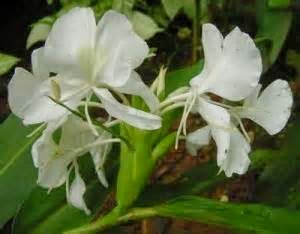 Khasiat Herba Gandasuli | Khasiat Tanaman Bunga