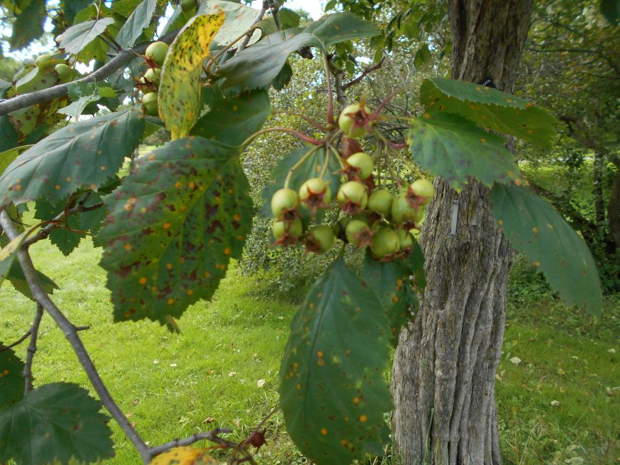 Future Plants by Randy Stewart: Hawthorns