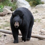 Durango y sus costumbres: Flora y Fauna