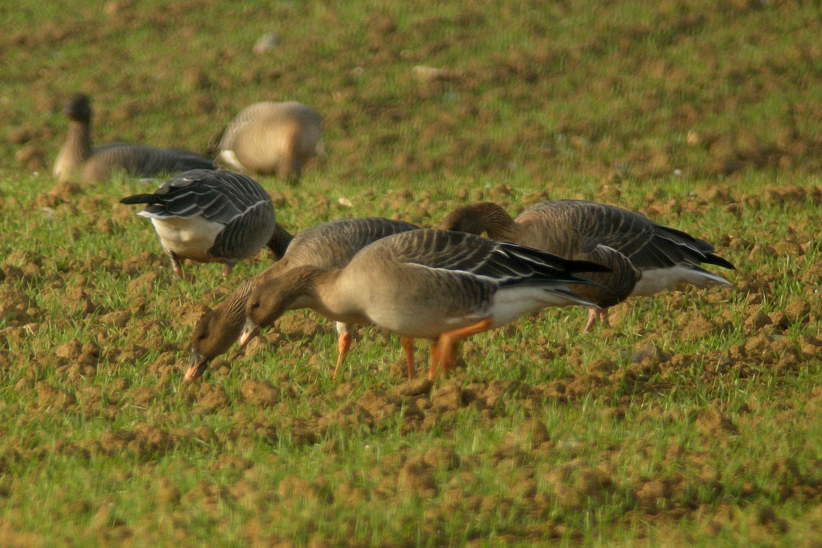 Happisburgh Parish Bird List
