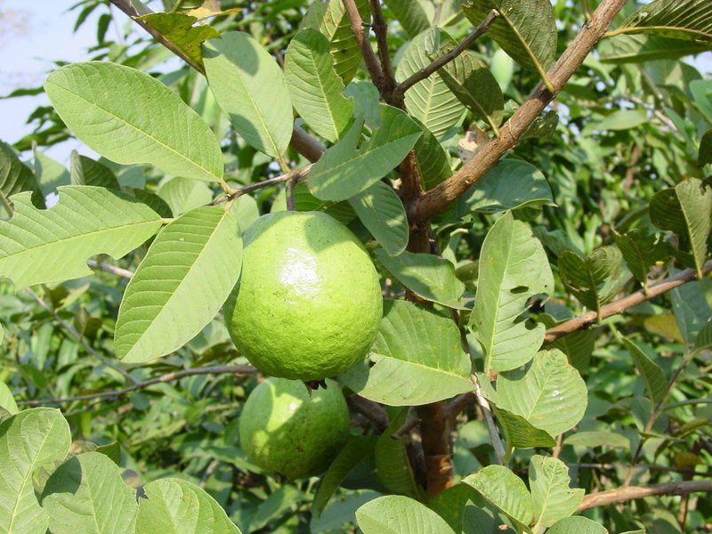 Amazing Health Benefits of Guava (Amrood) |HerbHealtH
