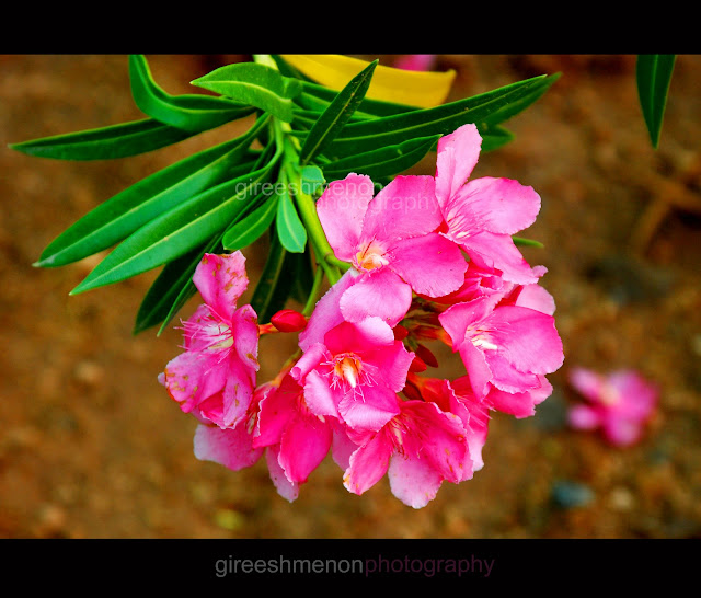 flowers - gireeshmenon: ചുവന്ന അരളി (red arali) Oleander