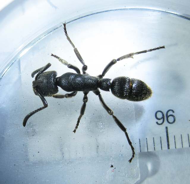 Photos and Info on Ants and Termites of Malaysia: Miscellaneous Ponerinae