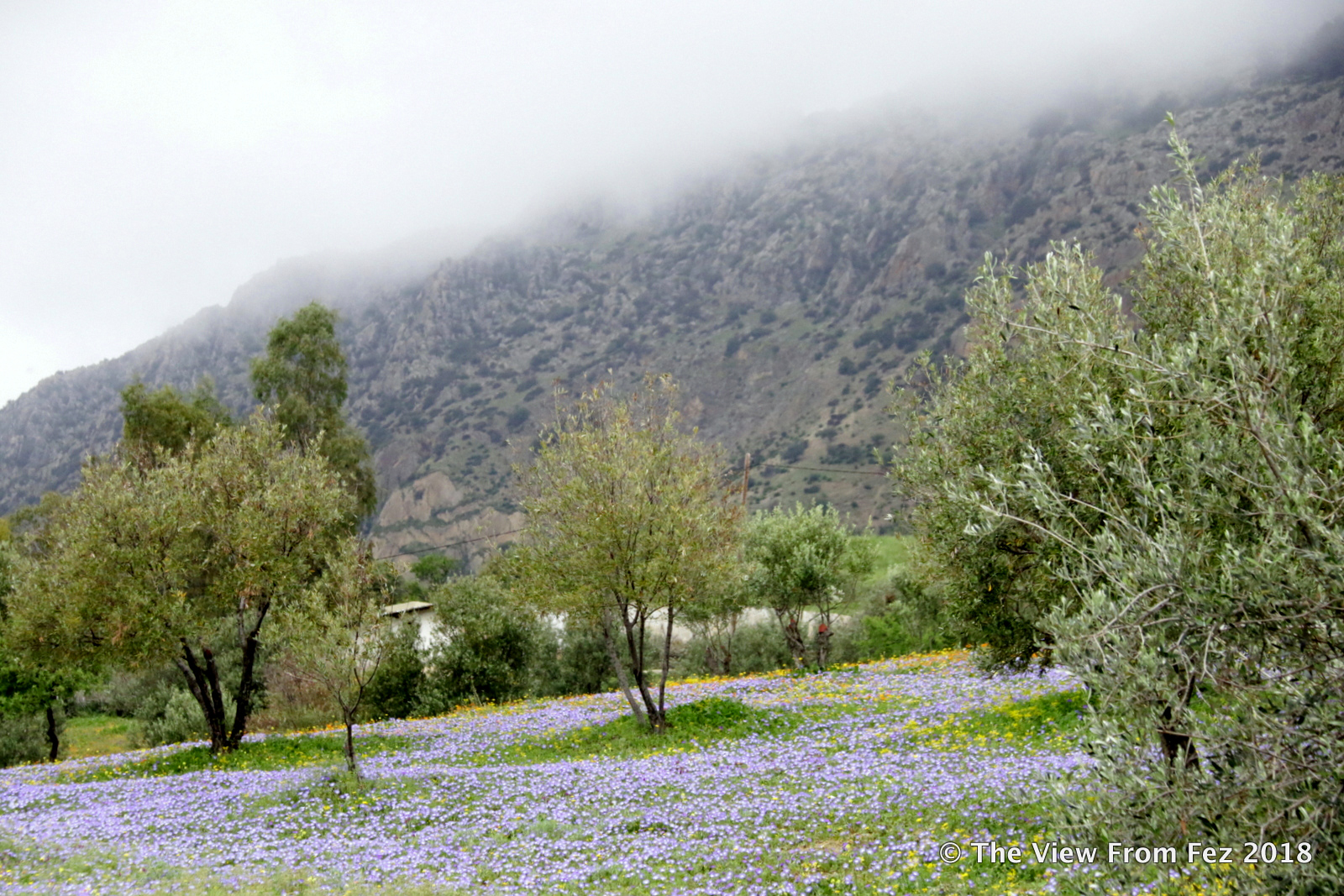 THE VIEW FROM FEZ: Spring in the Moroccan Countryside