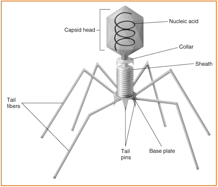 BIOLOGI GONZAGA: PEMBELAJARAN VIRUS SEDERHANA