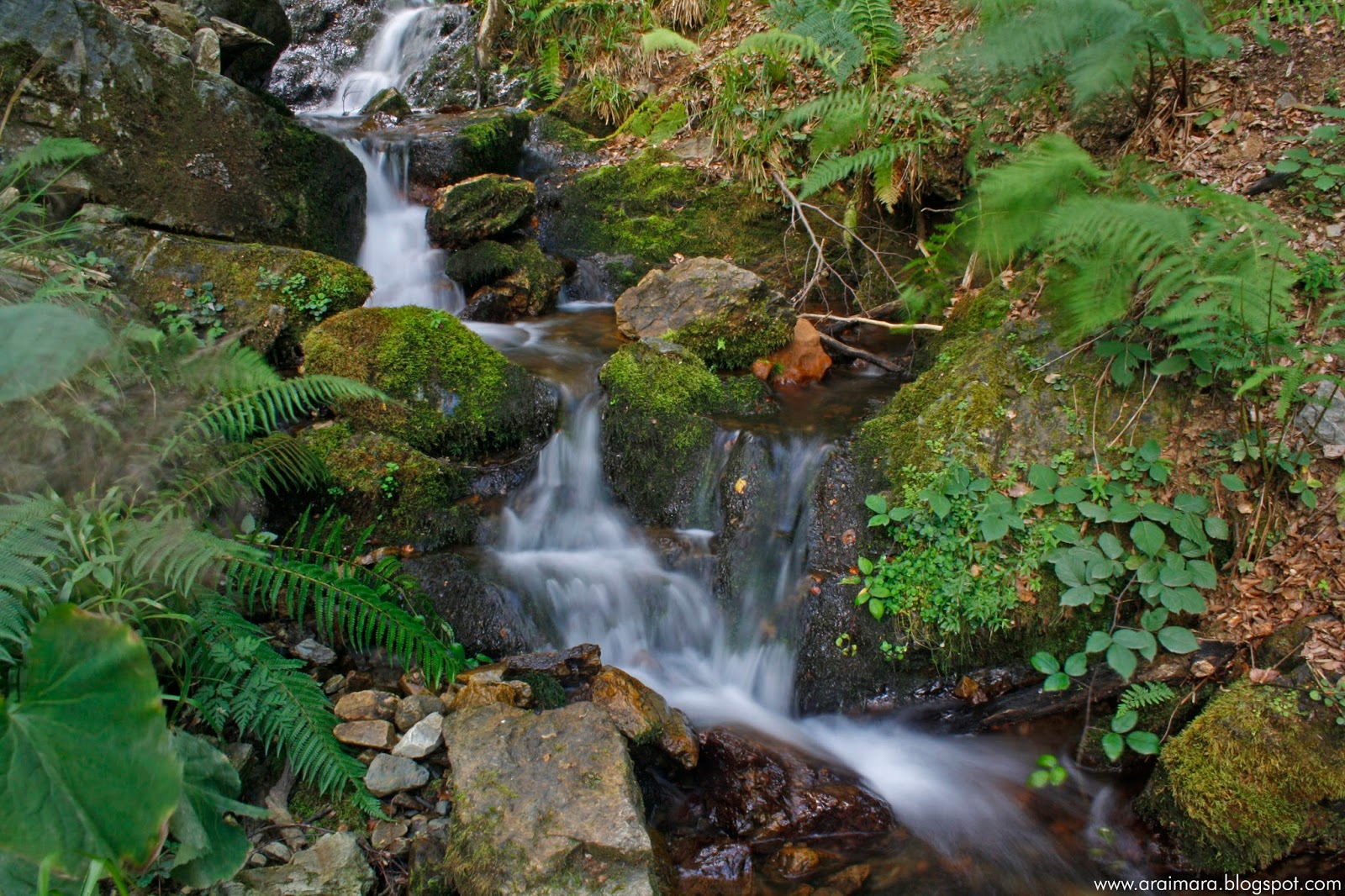 araimara: Irati, isiltasunaren basoa / Irati, el bosque del silencio