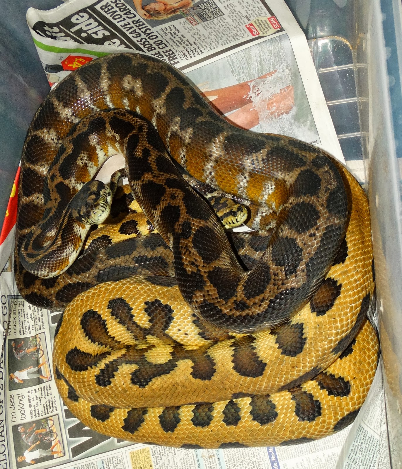 Reptiles Amphibians & Fish: ADULT JAGUAR CARPET PYTHON PARENTS ...