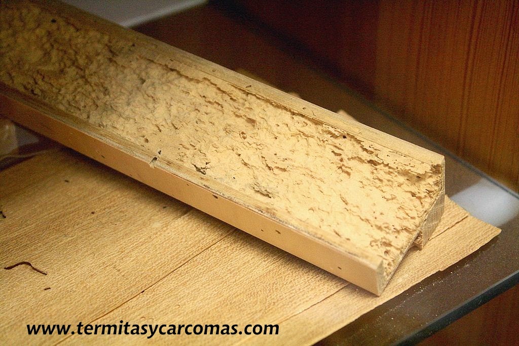Termitas y carcomas.: Carcoma de la madera. Lyctus brunneus
