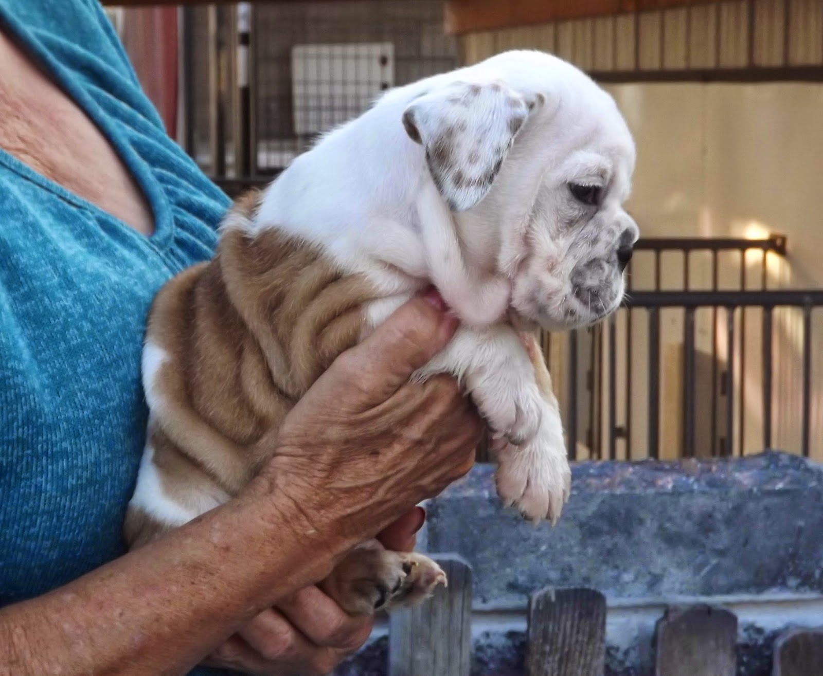 Cowboy Bullies