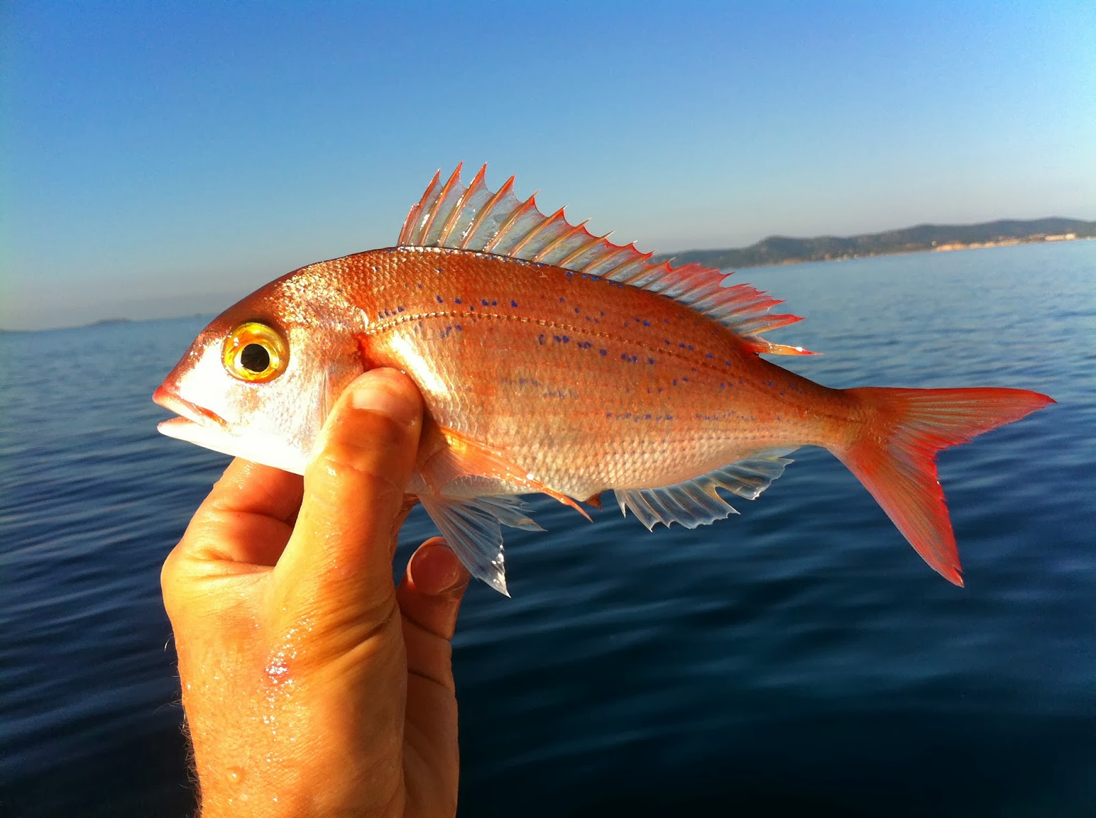 Les techniques de pêche de l'été les plus pratiquées