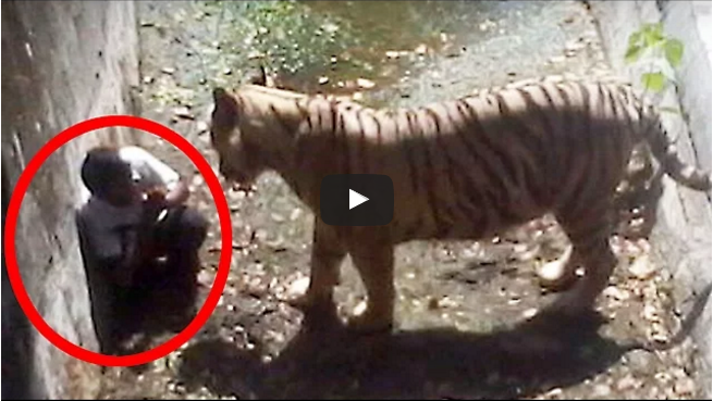 5 Most Shocking Animal Attacks Caught on Tape - Gi Sa Ta Ra