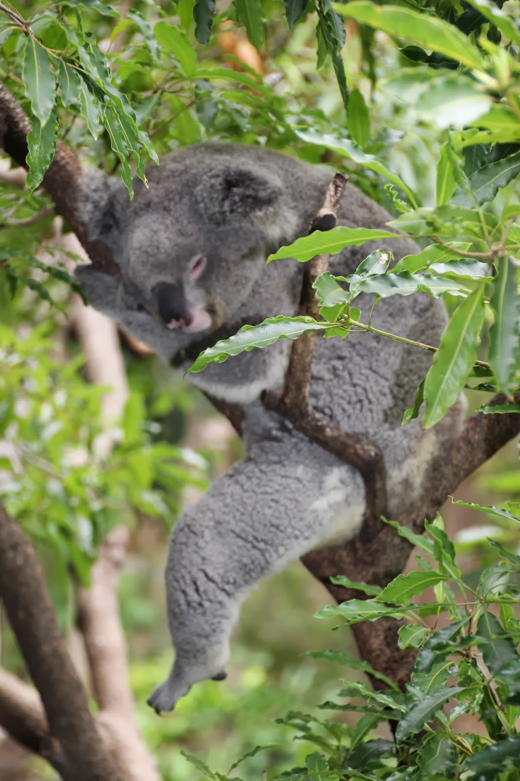 Sew Sassy Sweetpeas: Koalas, Kangaroos and Kaylee----Oh my!!!!