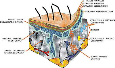 Anatomi Kulit | Smada Blog Contest