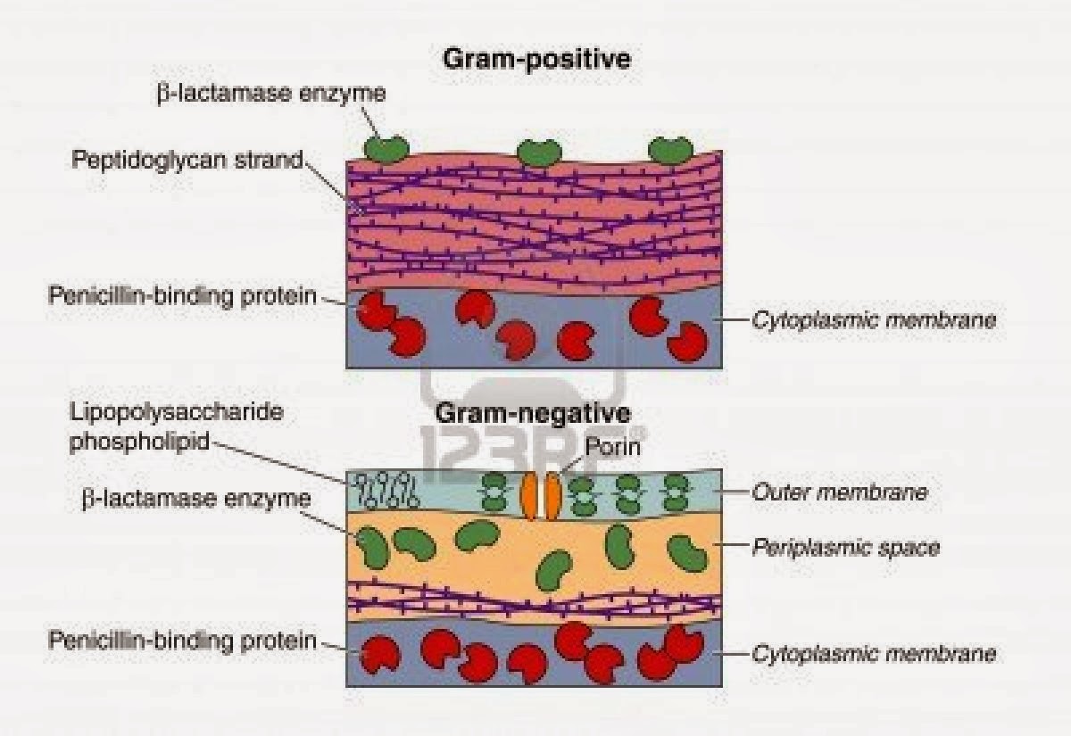 Biología Rebeca: BACTERIAS GRAM(-) Y GRAM(+)