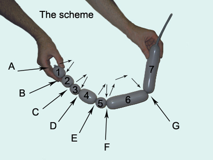 CLASSICAL: How to make balloon ant